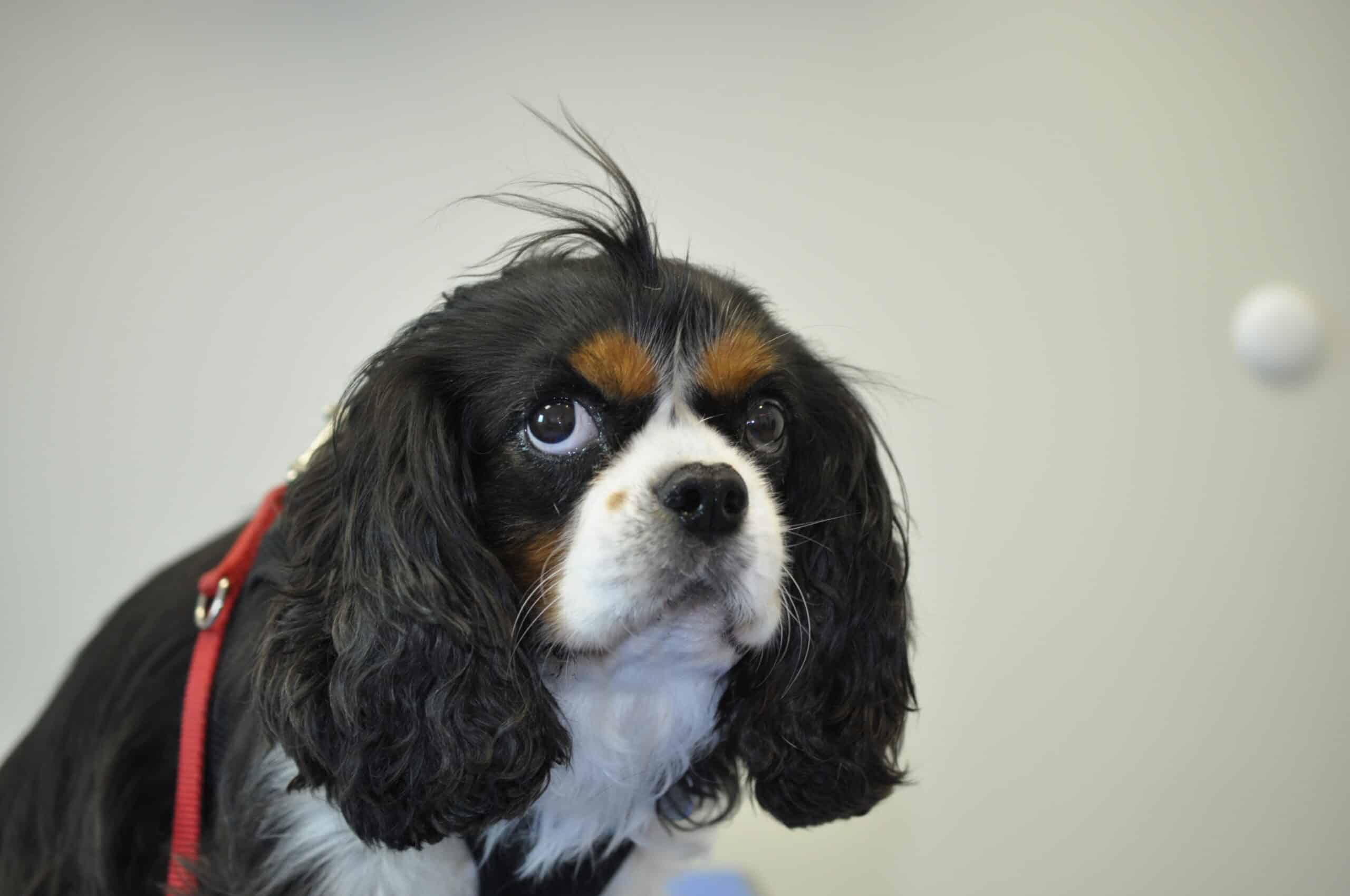 Une Race, un Spécialiste : 18. Le Cavalier King Charles vu par le ...